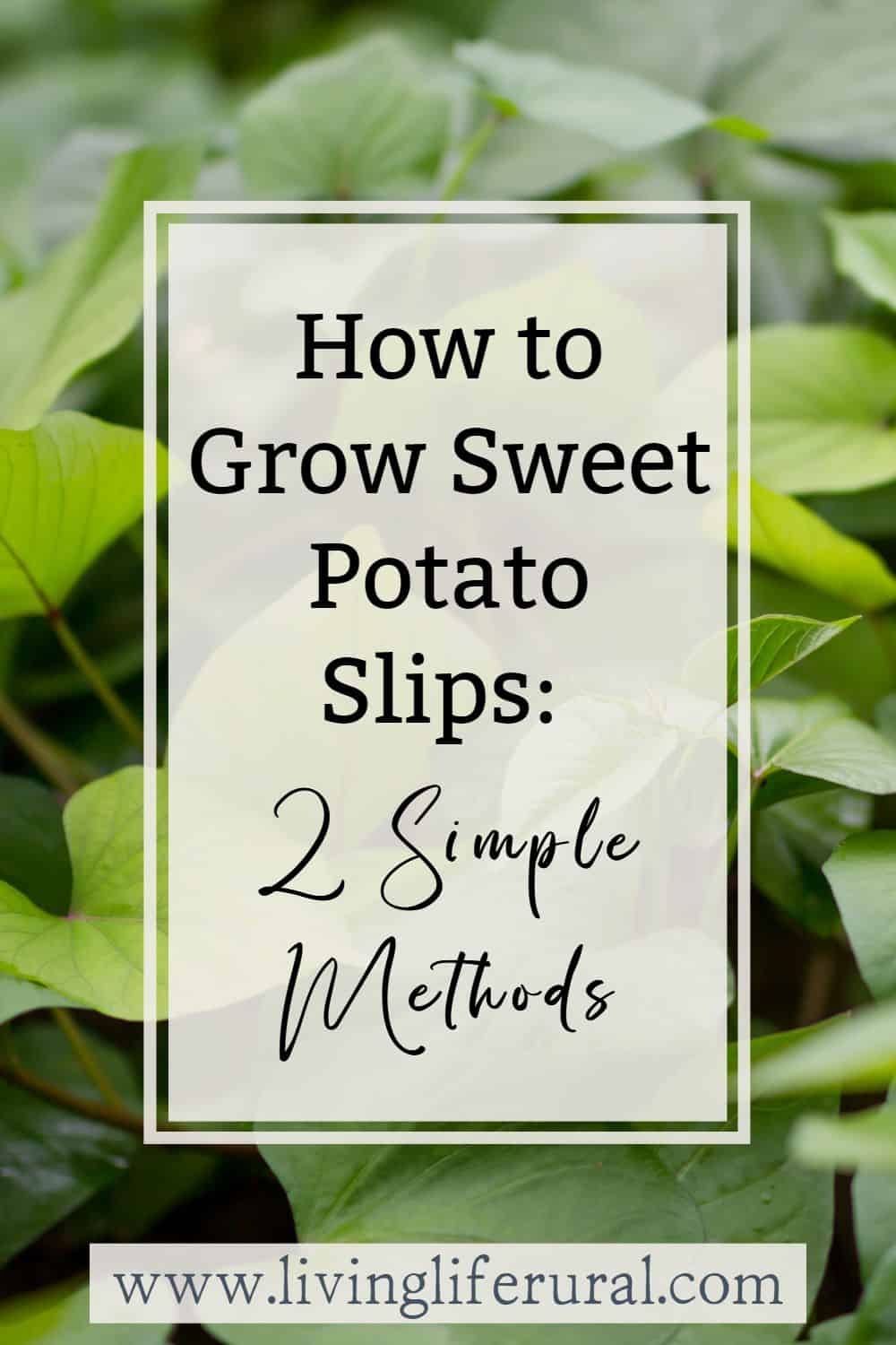 How to Grow Sweet Potato Slips: 2 Simple Methods - Living Life Rural