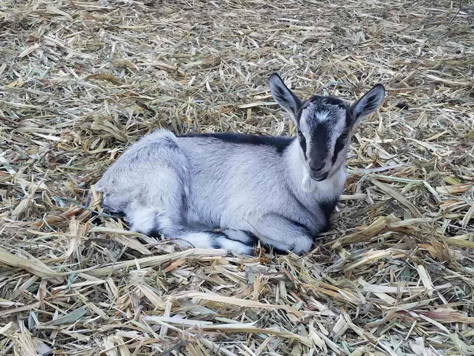 Goat Gestation Calculator - Living Life Rural